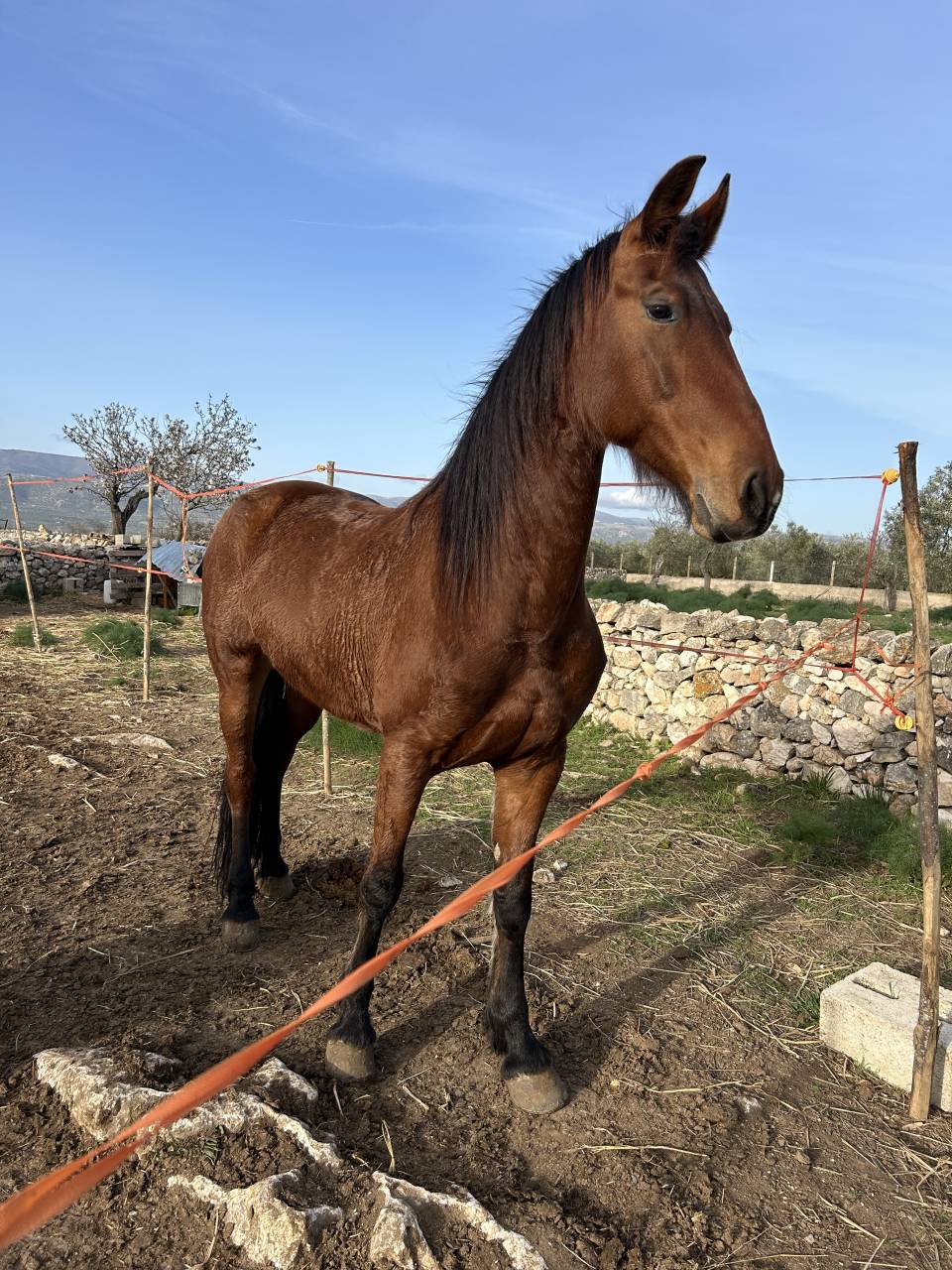Cavalla Kwpn X Frisone (964621) | Comprare questo cavallo | Equirodi Italia